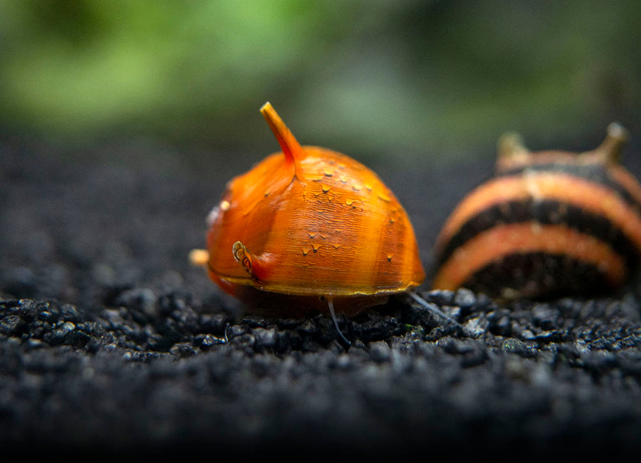 Three-Color Thorn/Horn Nerite Snail (Clithon corona/diadema) – Aquatic Arts