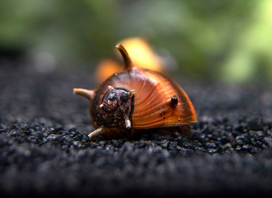 Three-Color Thorn/Horn Nerite Snail (Clithon corona/diadema) – Aquatic Arts