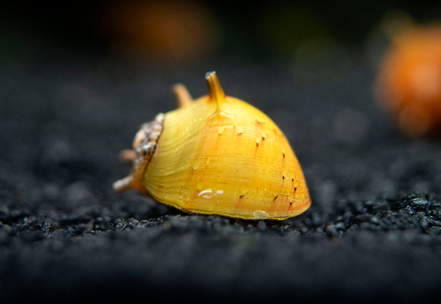 Three-Color Thorn/Horn Nerite Snail (Clithon corona/diadema) – Aquatic Arts