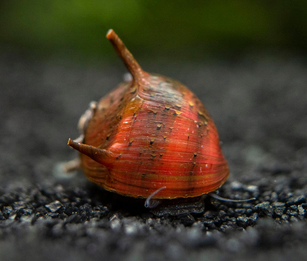 Three-Color Thorn/Horn Nerite Snail (Clithon corona/diadema) – Aquatic Arts