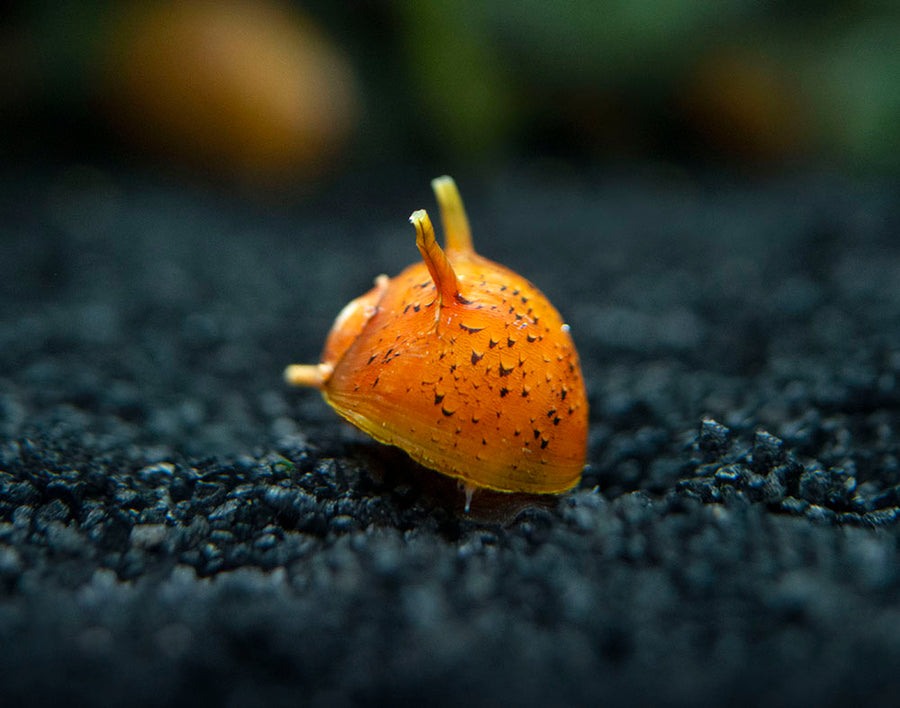 Three-Color Thorn/Horn Nerite Snail (Clithon corona/diadema) – Aquatic Arts