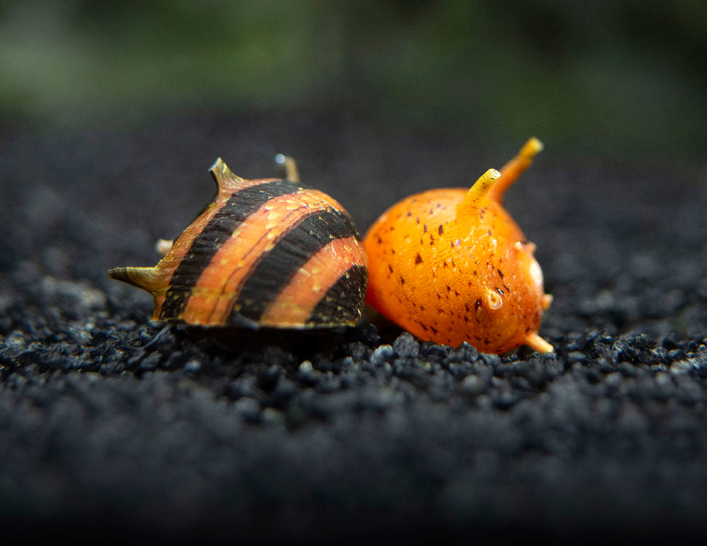 Three-Color Thorn/Horn Nerite Snail (Clithon corona/diadema) – Aquatic Arts