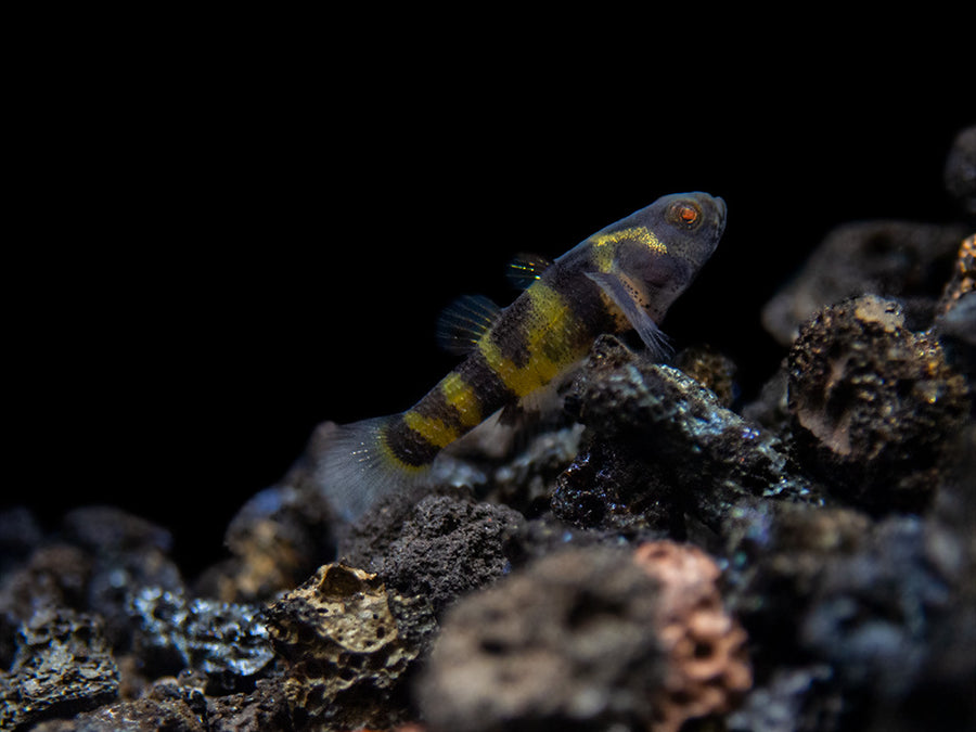Bumblebee Goby - Aquatic Arts