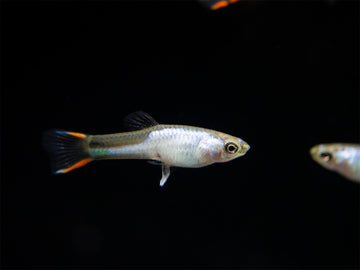 El Silverado Endler (Poecilia wingei), Male and Female - Aquatic Arts