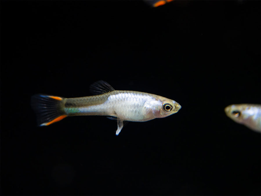 El Silverado Endler (Poecilia wingei), Male and Female - Aquatic Arts