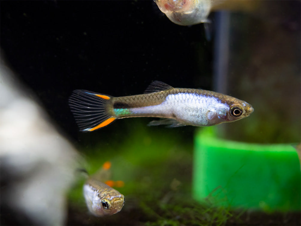 El Silverado Endler (Poecilia wingei), Male and Female - Aquatic Arts ...