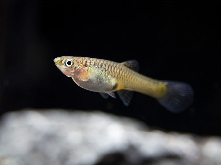 El Silverado Endler (Poecilia wingei), Male and Female - Aquatic Arts