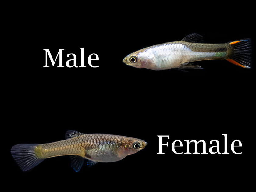 Shrimp Safe Fish (all shrimp) – Page 7 – Aquatic Arts