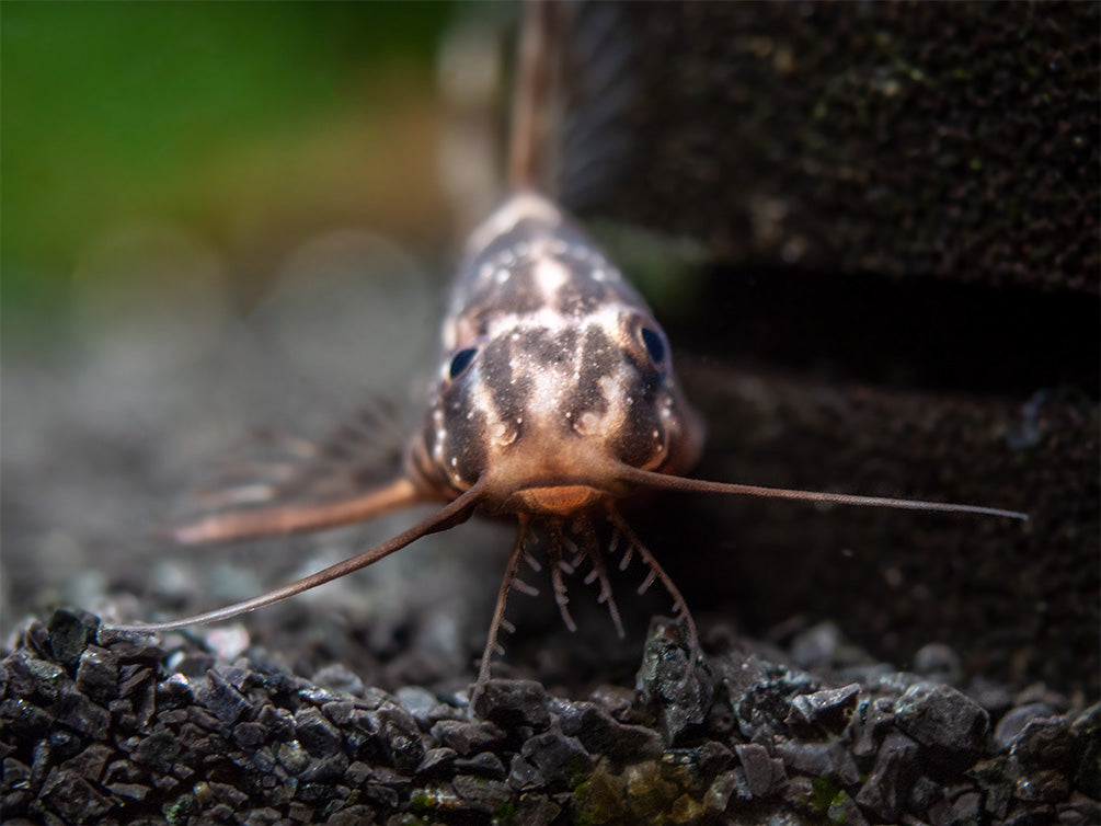 Upside-Down Catfish (Synodontis nigriventris), USA Bred - Aquatic Arts