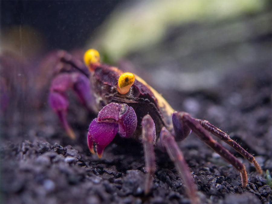 Vampire Crab (Geosesarma dennerle) - Aquatic Arts