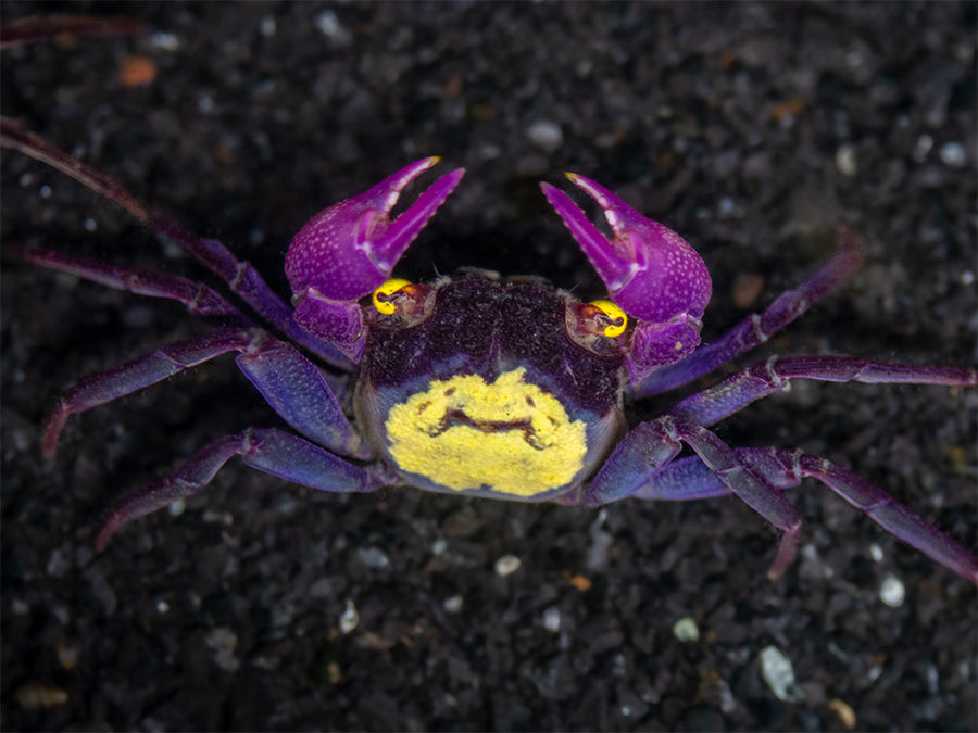 Vampire Crab (Geosesarma dennerle) - Aquatic Arts