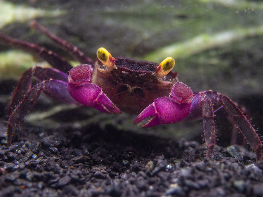 Vampire Crab (Geosesarma dennerle) - Aquatic Arts