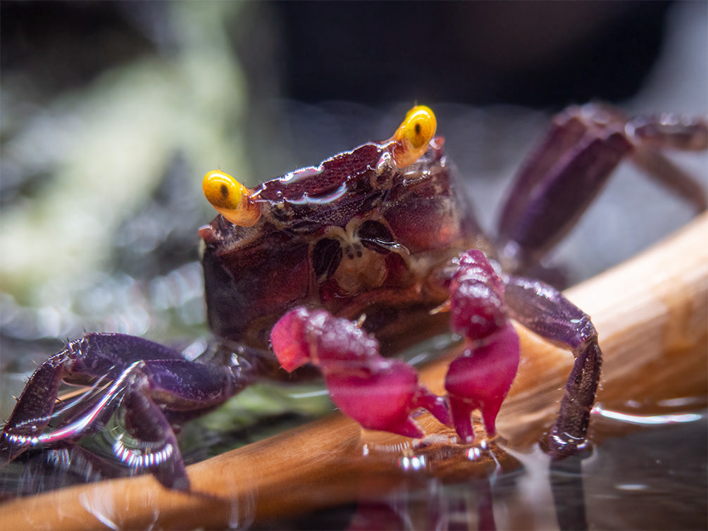 Freshwater Crab | Next-Day US Delivery | 100% Live Arrival Guarantee ...