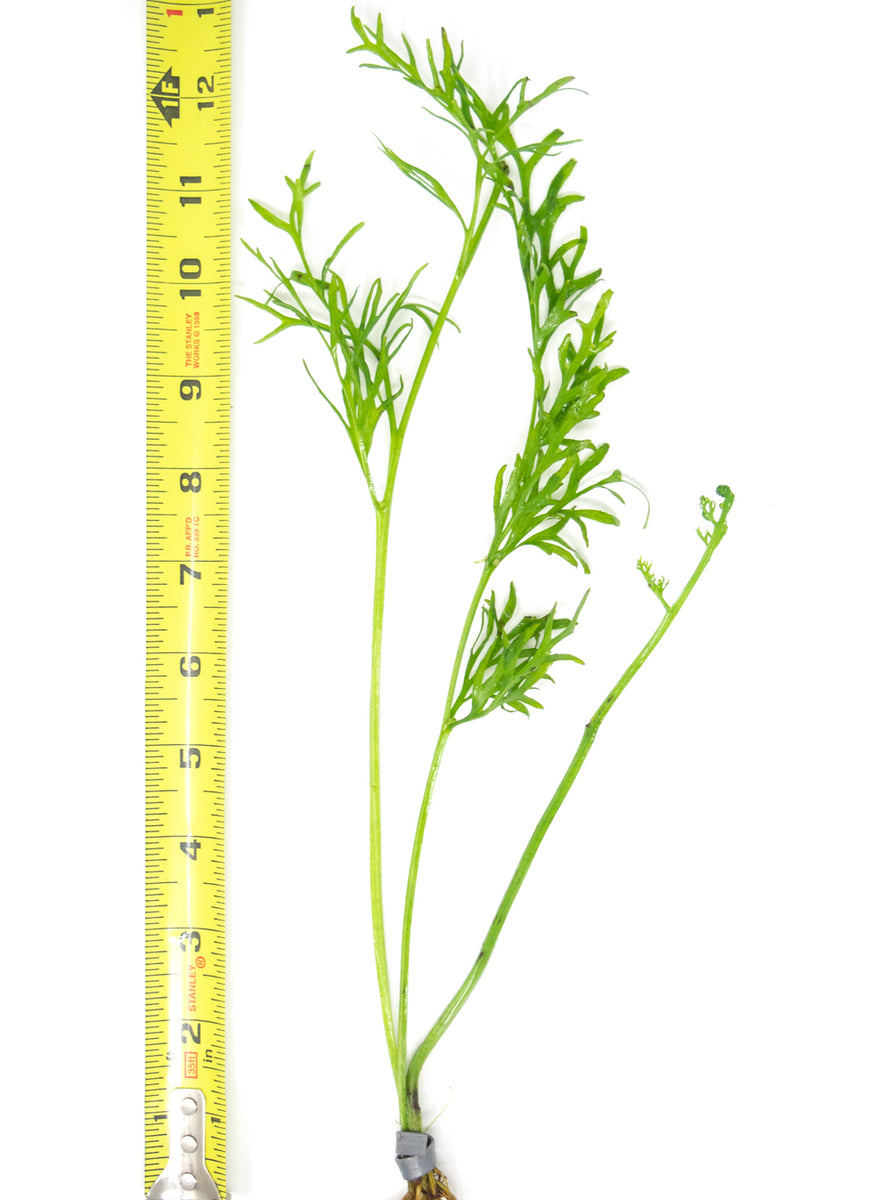 Water Sprite (aka Indian Water Fern) - Aquatic Arts
