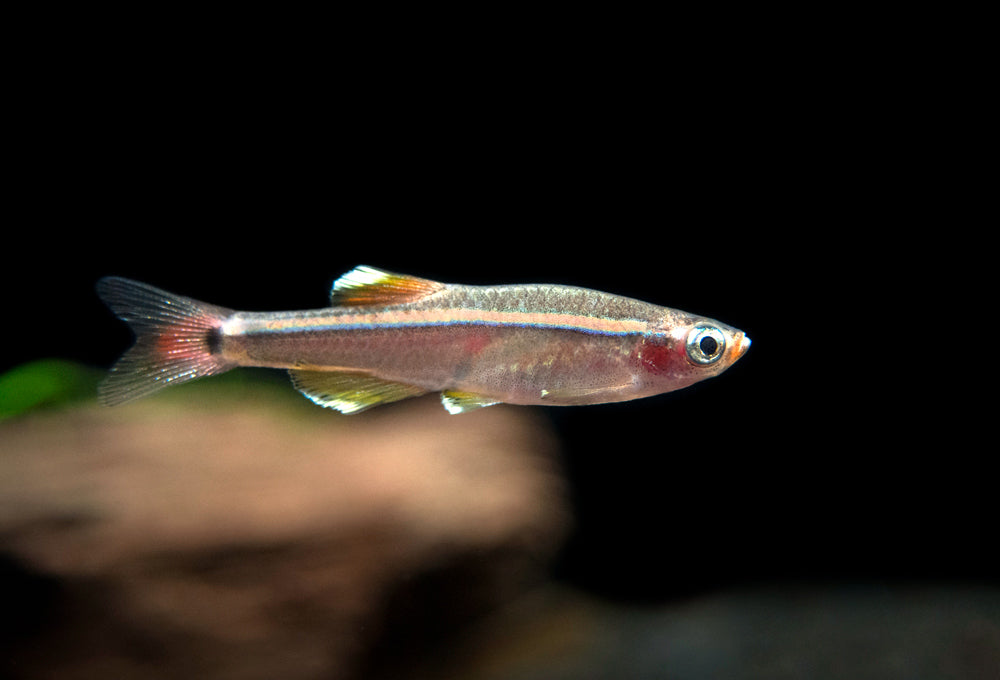 White Cloud Mountain Minnow (Tanichthys albonubes) - Aquatic Arts on ...