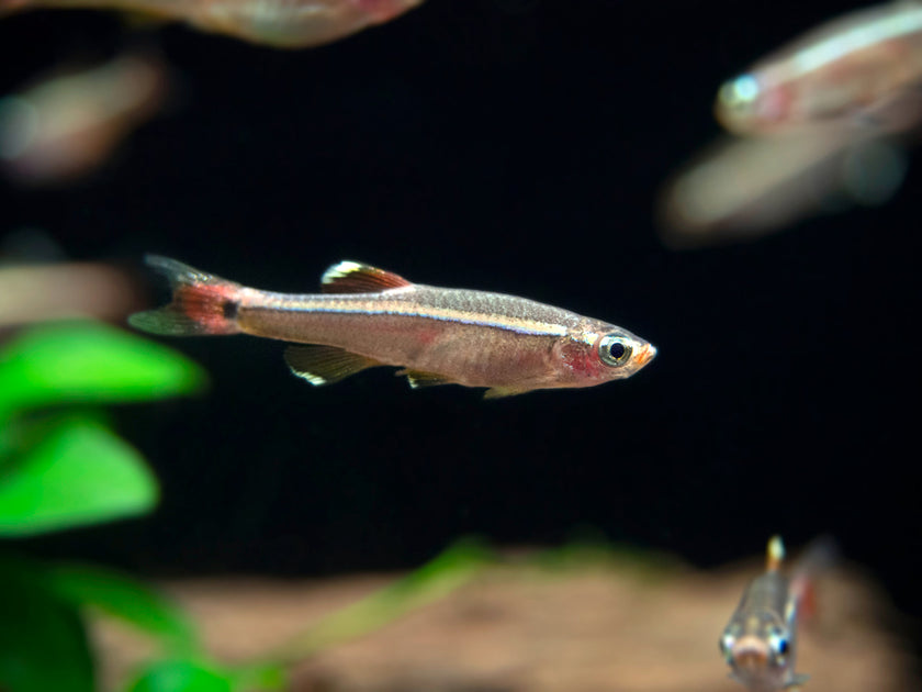Shrimp Safe Fish (all shrimp) – Aquatic Arts