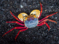 White Mandarin Vampire Crab (Geosesarma pontianak) - Aquatic Arts