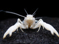 White Specter Crayfish - Aquatic Arts