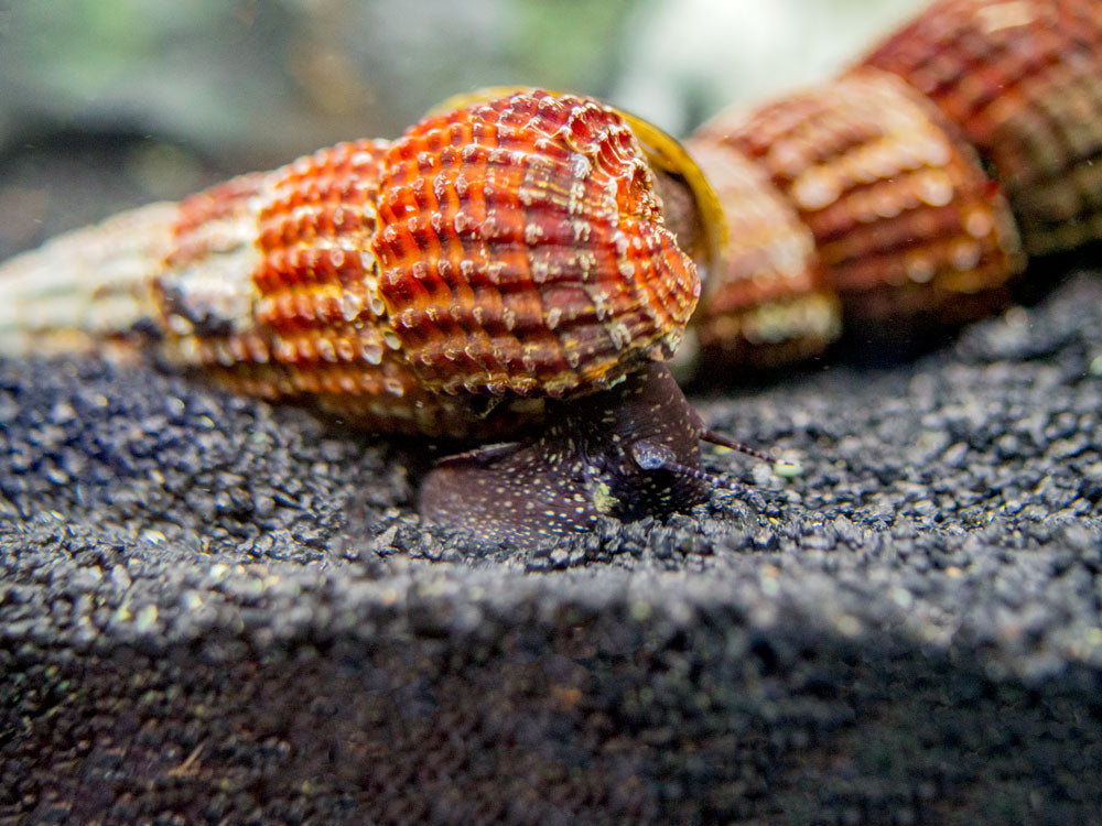 White Spotted Towuti Giant Sulawesi Rabbit Snails - Aquatic Arts