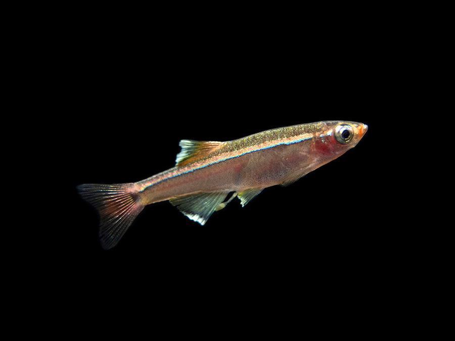 White Cloud Mountain Minnow (Tanichthys albonubes) - Aquatic Arts
