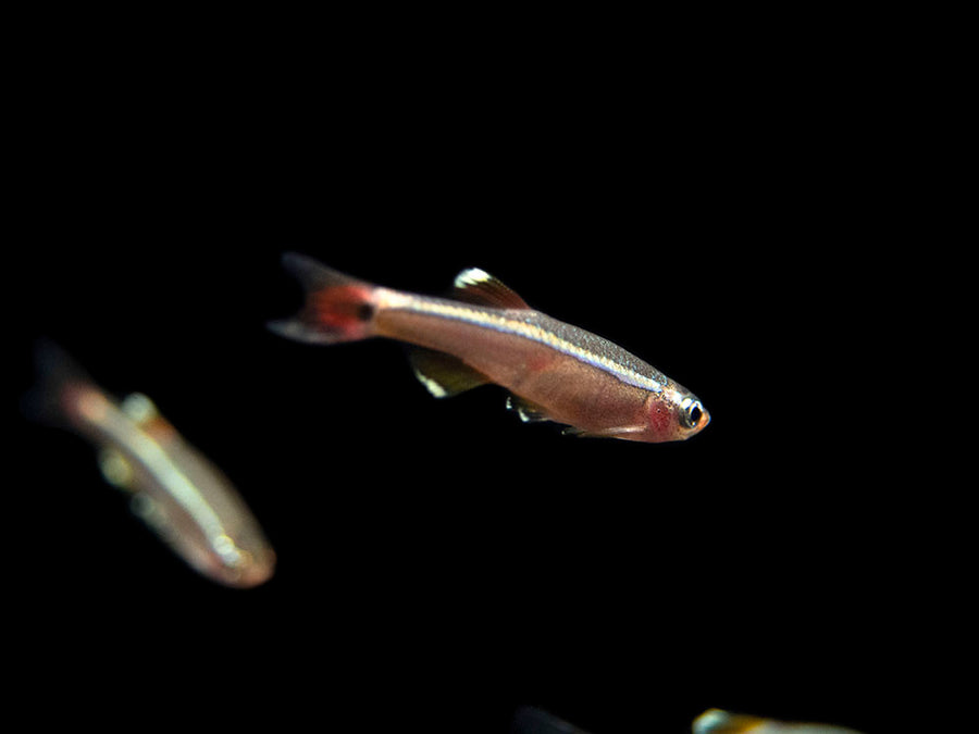 White Cloud Mountain Minnow (Tanichthys albonubes) - Aquatic Arts