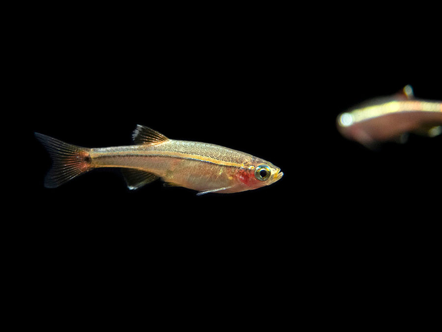 White Cloud Mountain Minnow (Tanichthys albonubes) - Aquatic Arts