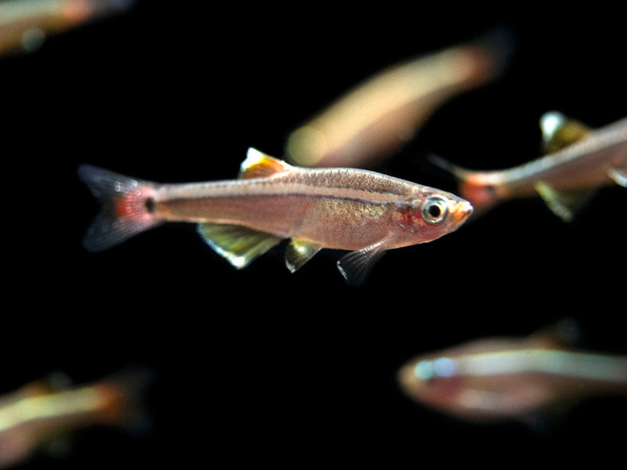 White Cloud Mountain Minnow (Tanichthys albonubes) - Aquatic Arts