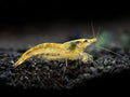 Wild Form Neocaridina Shrimp Breeder Combo Box - Aquatic Arts