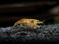 Wild Form Neocaridina Shrimp - Aquatic Arts