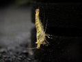 Wild Form Neocaridina Shrimp - Aquatic Arts
