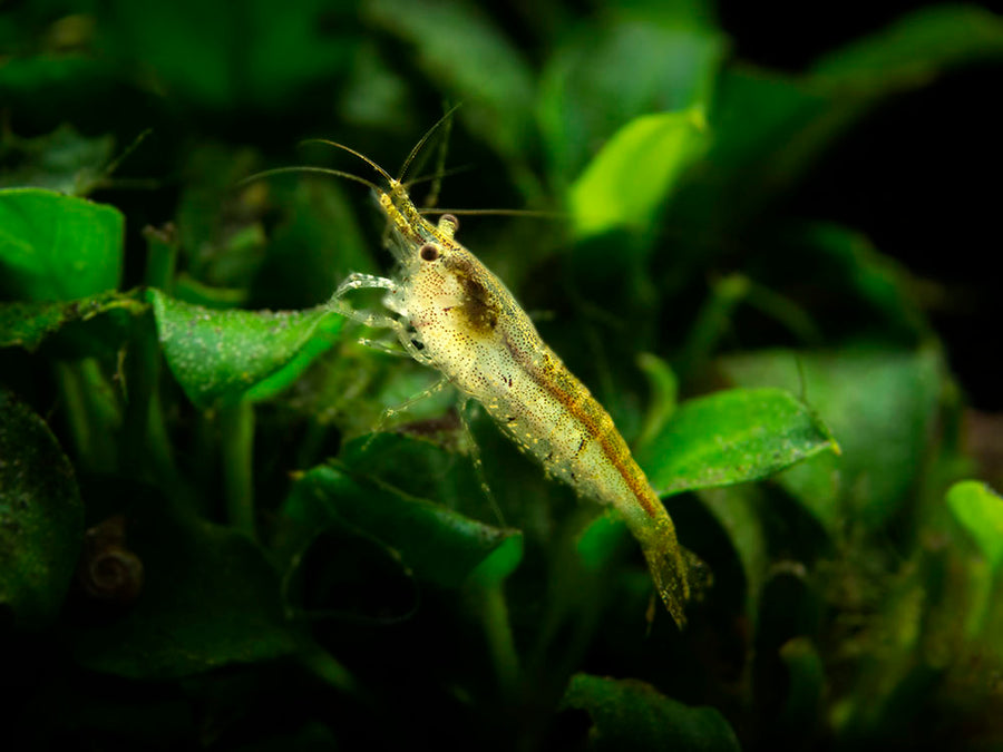 Wild Form Neocaridina Shrimp - Aquatic Arts