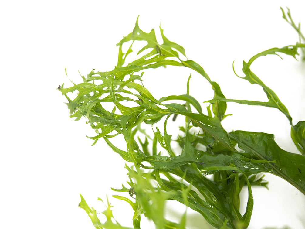 Lacy Java Fern Bunch - Aquatic Arts