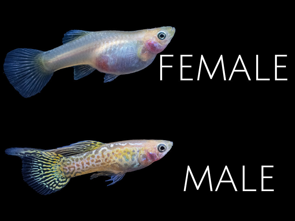 Yellow Swordtail Guppies