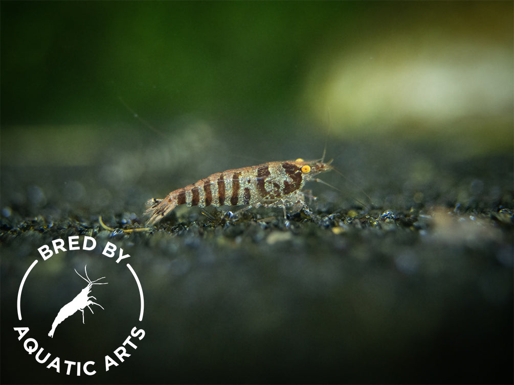 Zebra Babaulti Shrimp (Caridina cf. babaulti), BREDBY: Aquatic Arts on ...