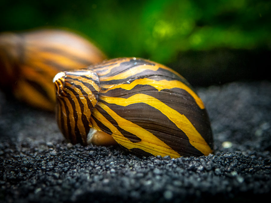 Zebra Nerite Snails - Aquatic Arts