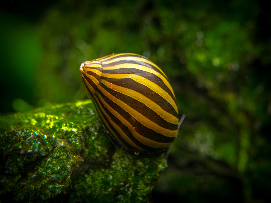 Zebra Nerite Snails - Aquatic Arts