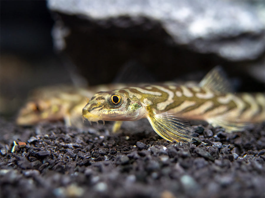 Zodiac AKA Batik Loach (Mesonoemacheilus triangularis) - Aquatic Arts