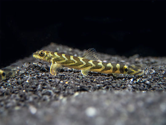 Zodiac AKA Batik Loach (Mesonoemacheilus triangularis) - Aquatic Arts