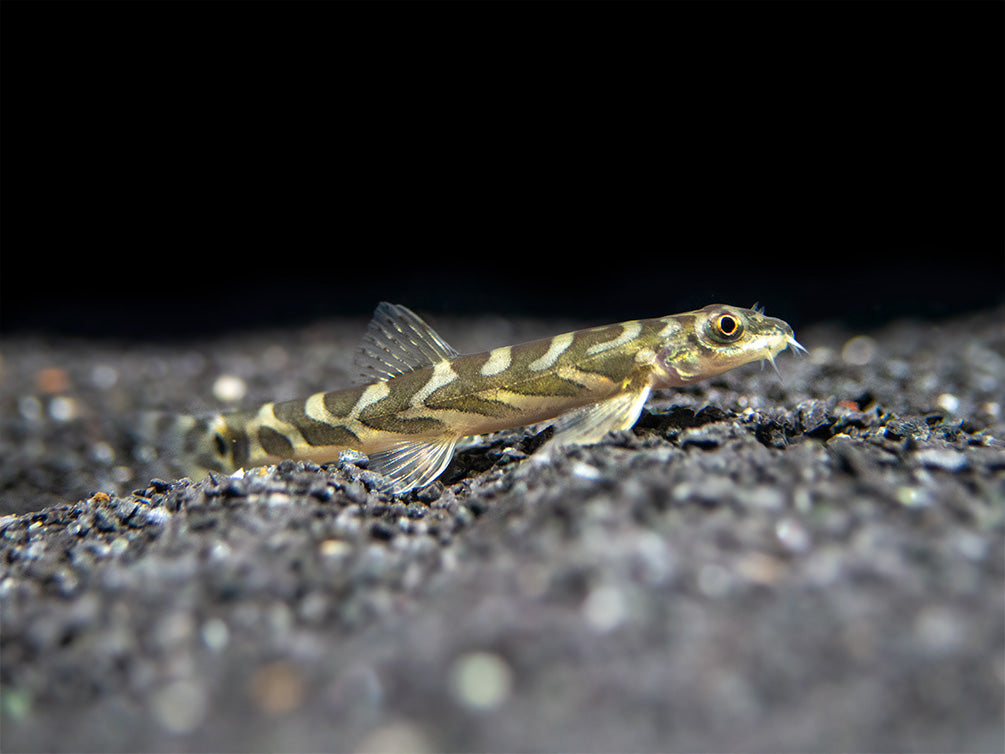 Zodiac AKA Batik Loach (Mesonoemacheilus triangularis) - Aquatic Arts ...