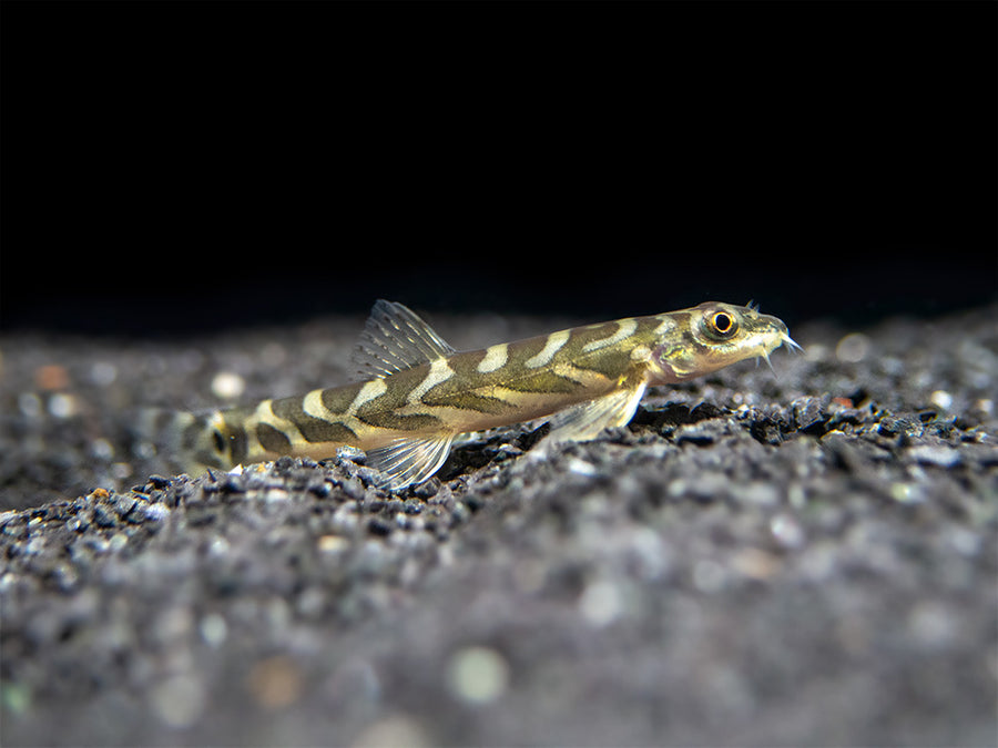 Zodiac AKA Batik Loach (Mesonoemacheilus triangularis) - Aquatic Arts