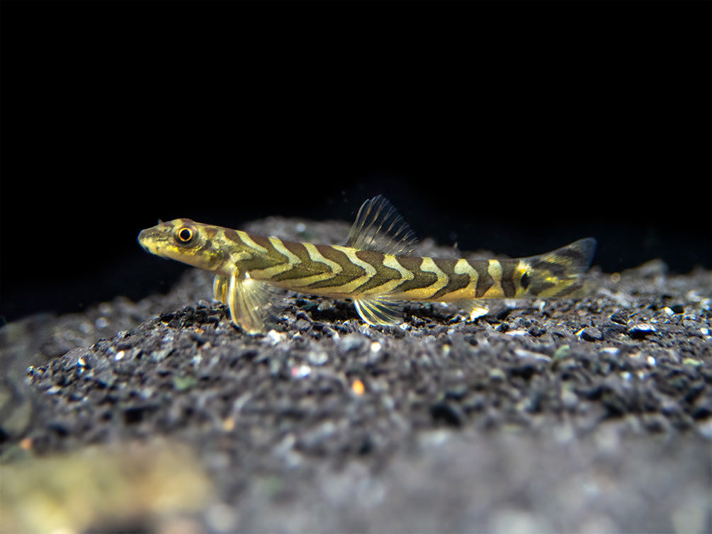 Zodiac AKA Batik Loach (Mesonoemacheilus triangularis) - Aquatic Arts