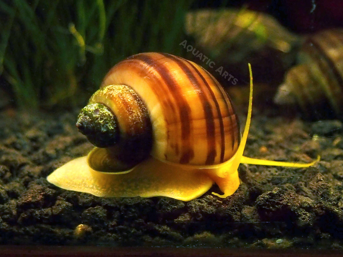 B-Grade Mystery Snails - Aquatic Arts