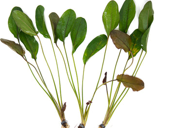 Sword Plants – Aquatic Arts