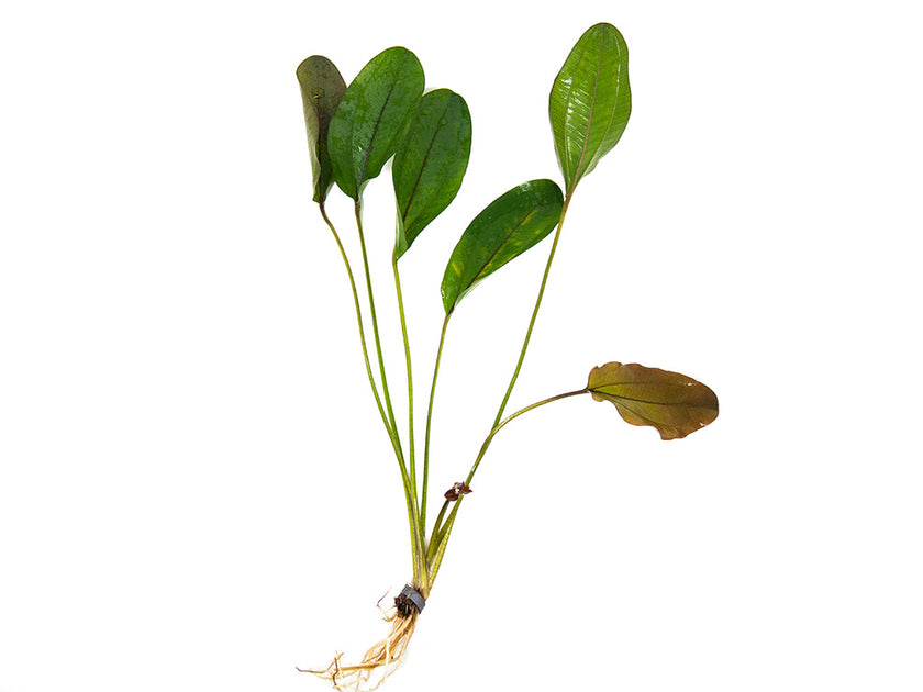 Sword Plants – Aquatic Arts