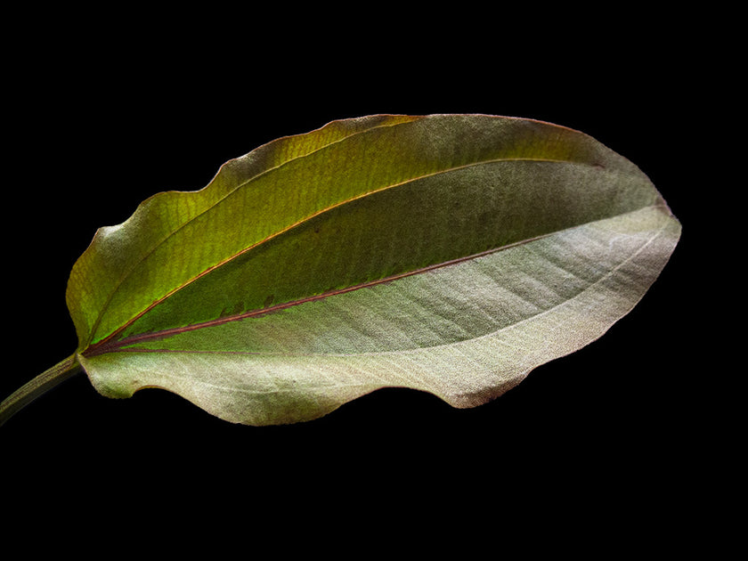 Sword Plants – Aquatic Arts