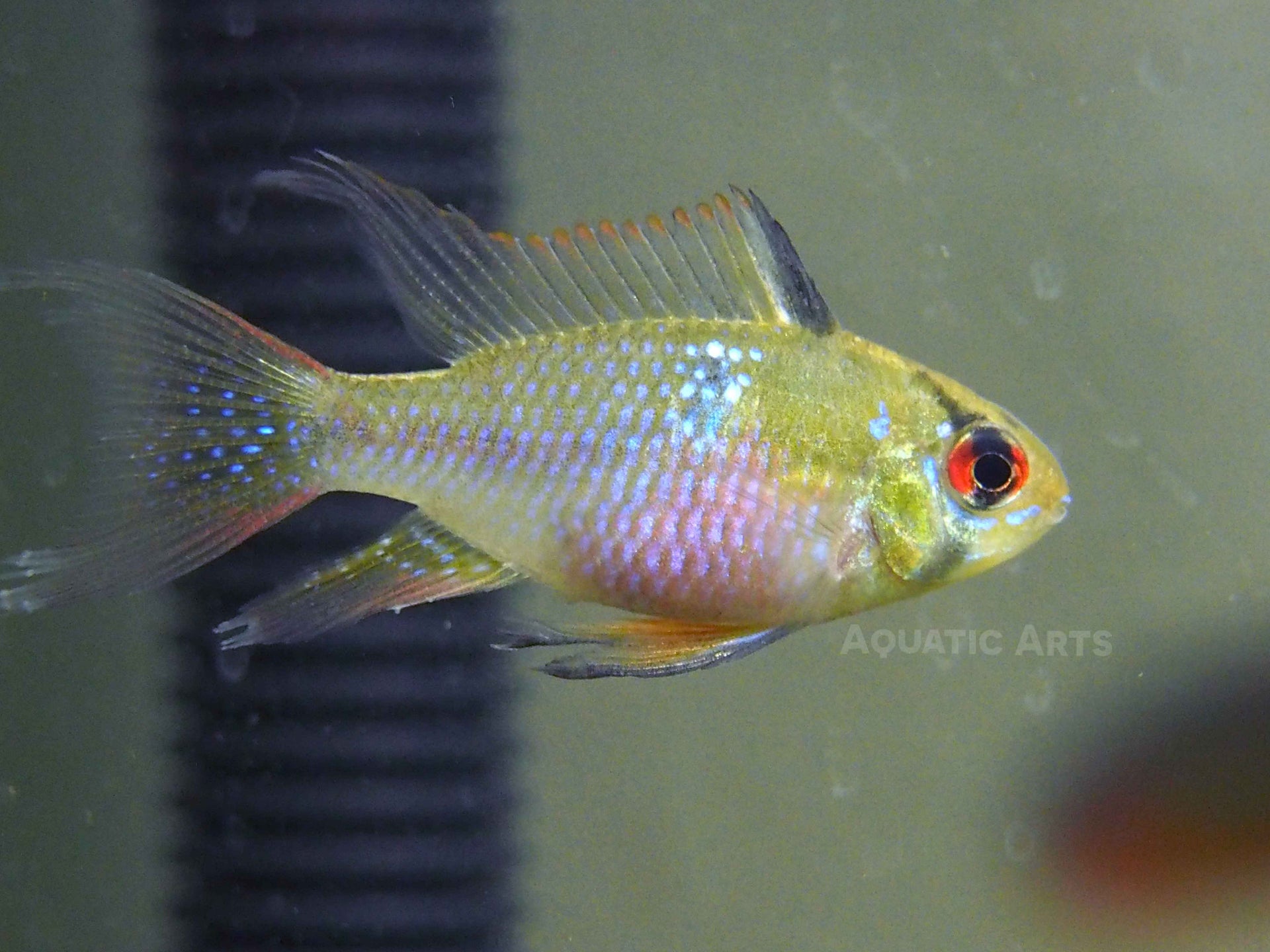 Dwarf Ram Cichlids – Aquatic Arts