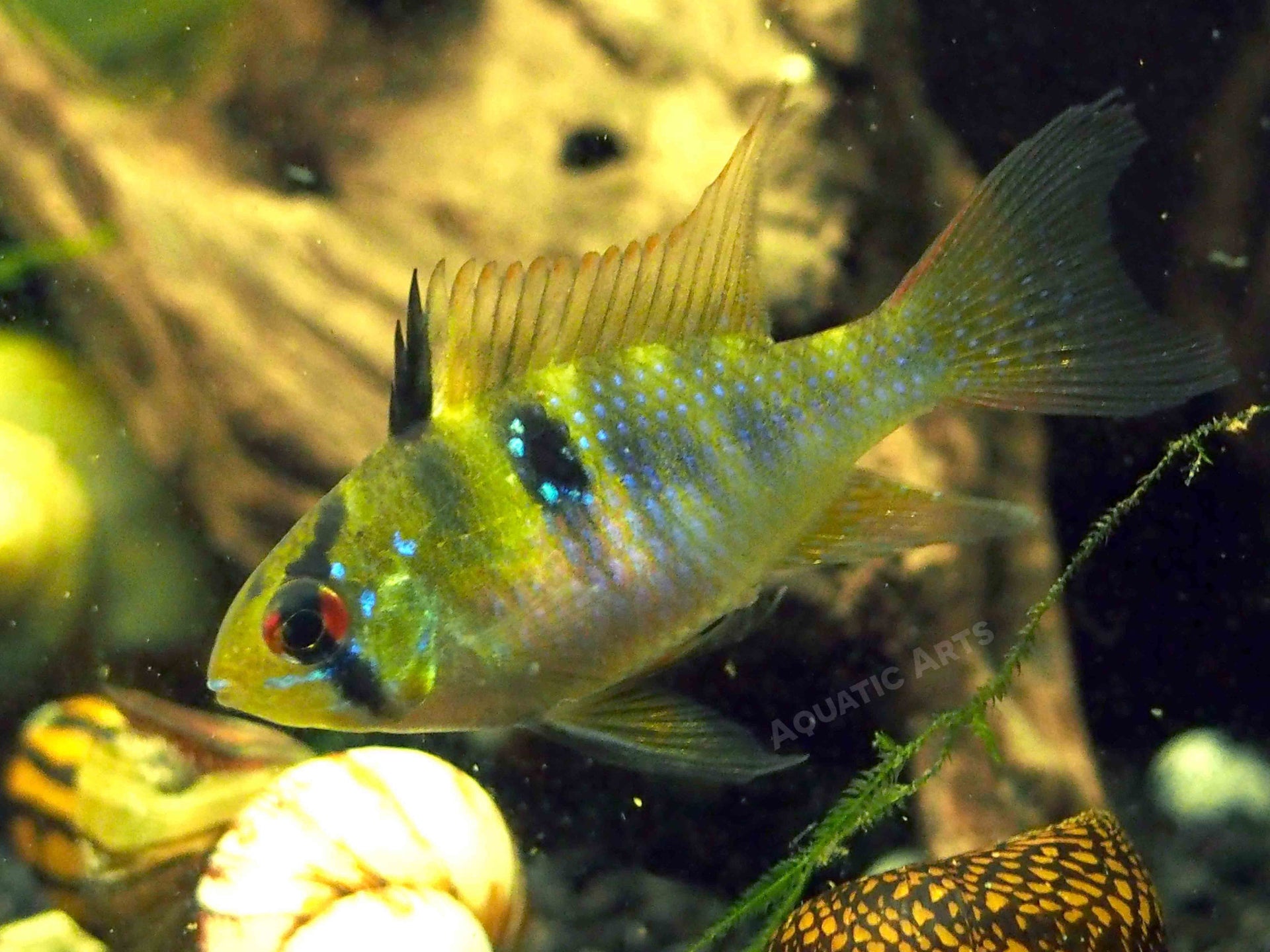 Dwarf Ram Cichlids – Aquatic Arts