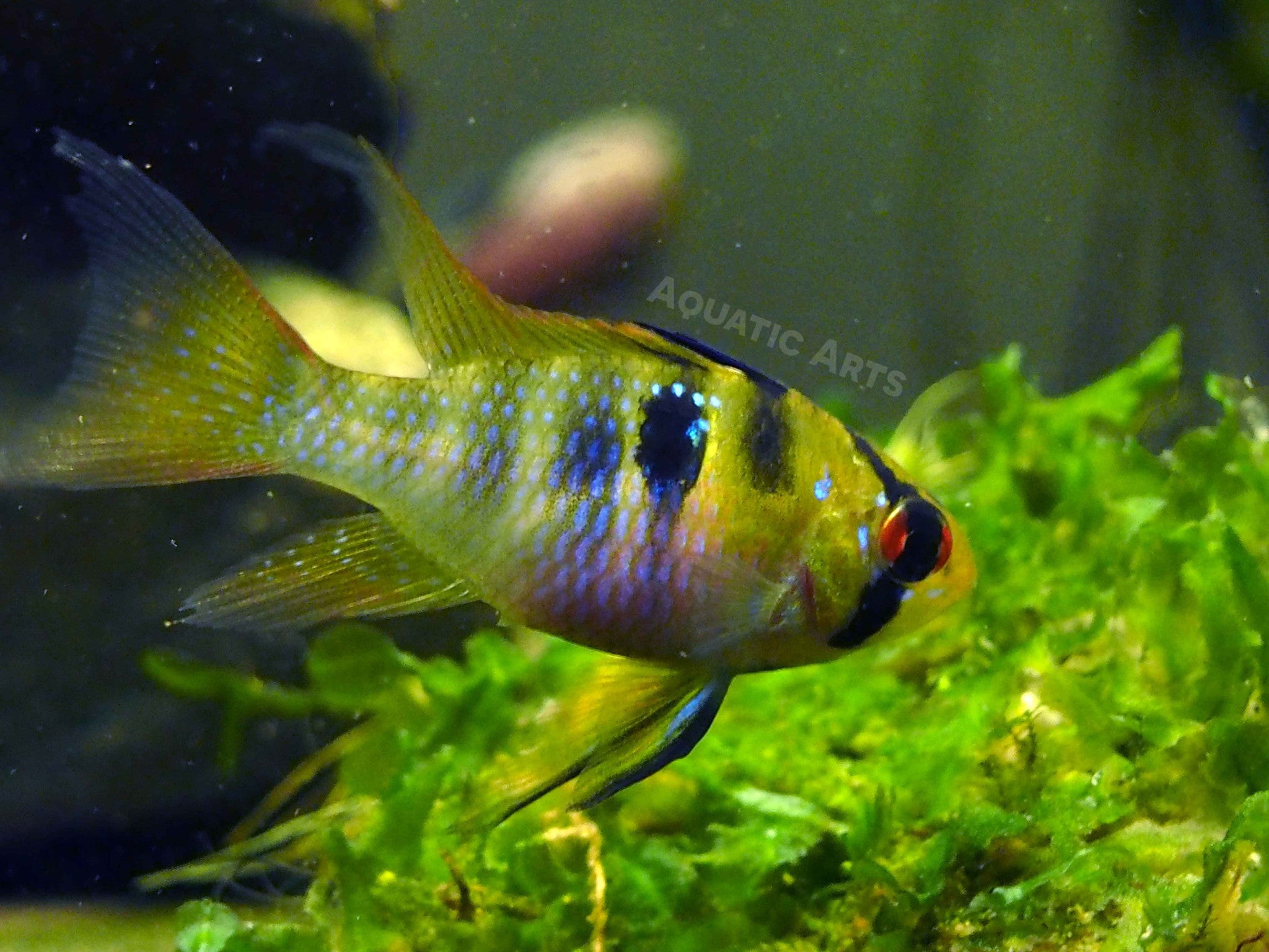 German Blue Ram Cichlids - Aquatic Arts on sale today for $ 11.99
