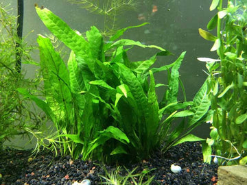 Java Fern Mat (Microsorum pteropus) - Aquatic Arts