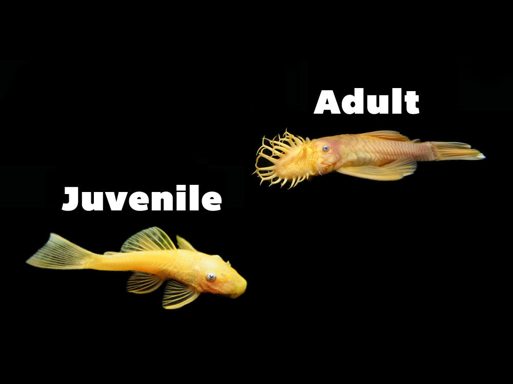 L144a Blue Eye Lemon Bristlenose Pleco (Ancistrus sp.) - Aquatic Arts